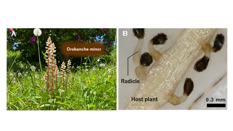 The coauthored article “Radicle growth regulation of root parasitic ...